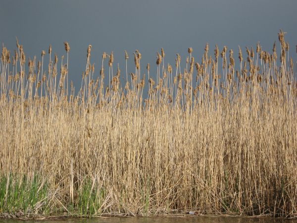 tall grass texture 0008 - Texturelib